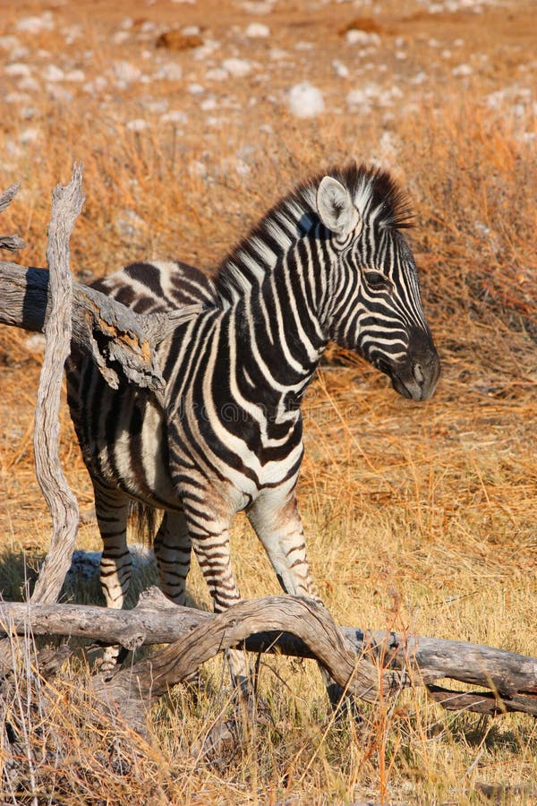 Zebra scratching its nose stock image. Image of hoof, nature - 2066791