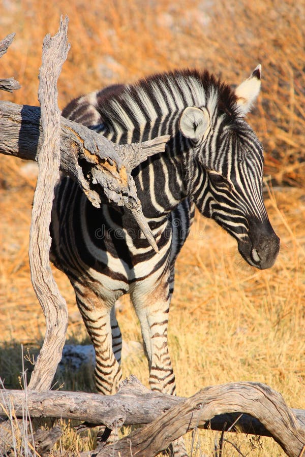 Zebra scratching its nose stock image. Image of hoof, nature - 2066791
