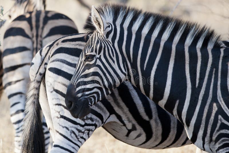 Happy Zebra stock image. Image of safari, laughing, happy - 949309