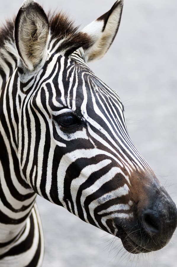 119 Zebra Head Side Profile Black White Stock Photos - Free & Royalty ...