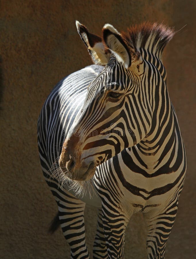 332 Zebra Bite Stock Photos - Free & Royalty-Free Stock Photos from ...