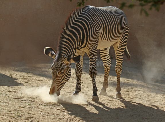 Zebra stock image. Image of anger, equine, bite, dust - 27133415