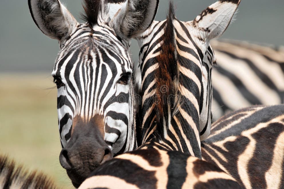 Zebra stock image. Image of zebra, zulu, africa, natal - 27232865