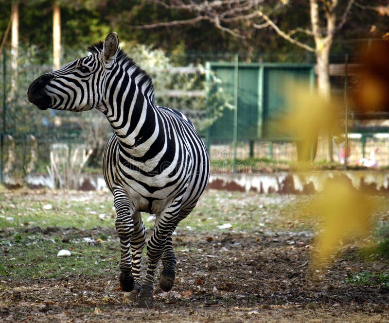 2,305 Zebra Running Stock Photos - Free & Royalty-Free Stock Photos ...