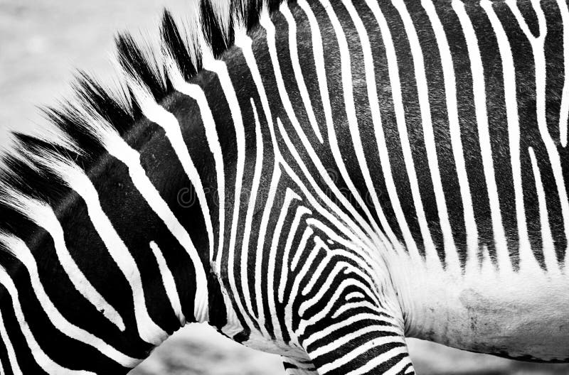 Zebra stock photo. Image of decoration, zebra, curve - 29299198