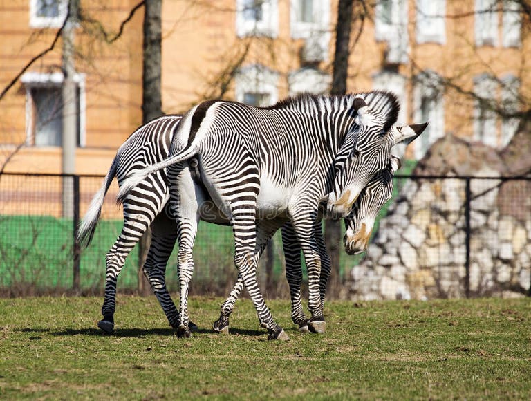 Zebra. stock photo. Image of ungulate, coloring, tree - 294352844
