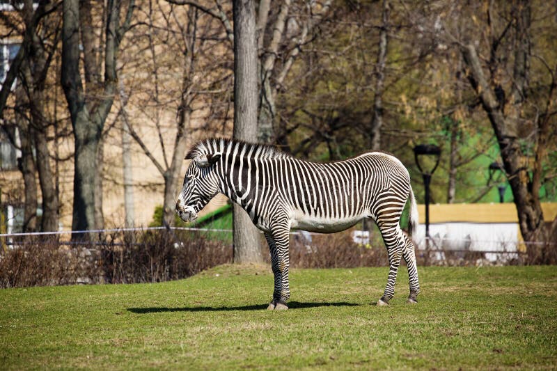 Zebra. stock photo. Image of mane, black, stripes, stripe - 294352860