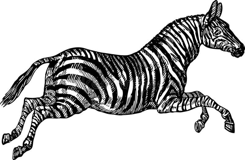 Zebra Running Stock Illustrations – 473 Zebra Running Stock ...