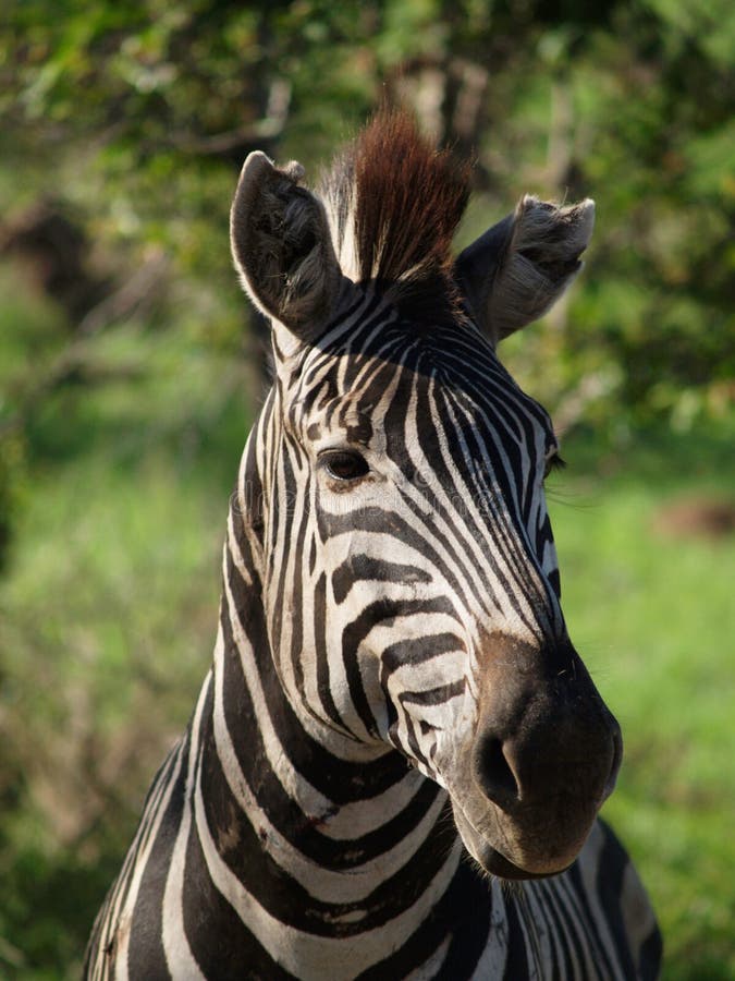 Zebra stock photo. Image of stripe, holiday, mammal, ungulate - 3216864