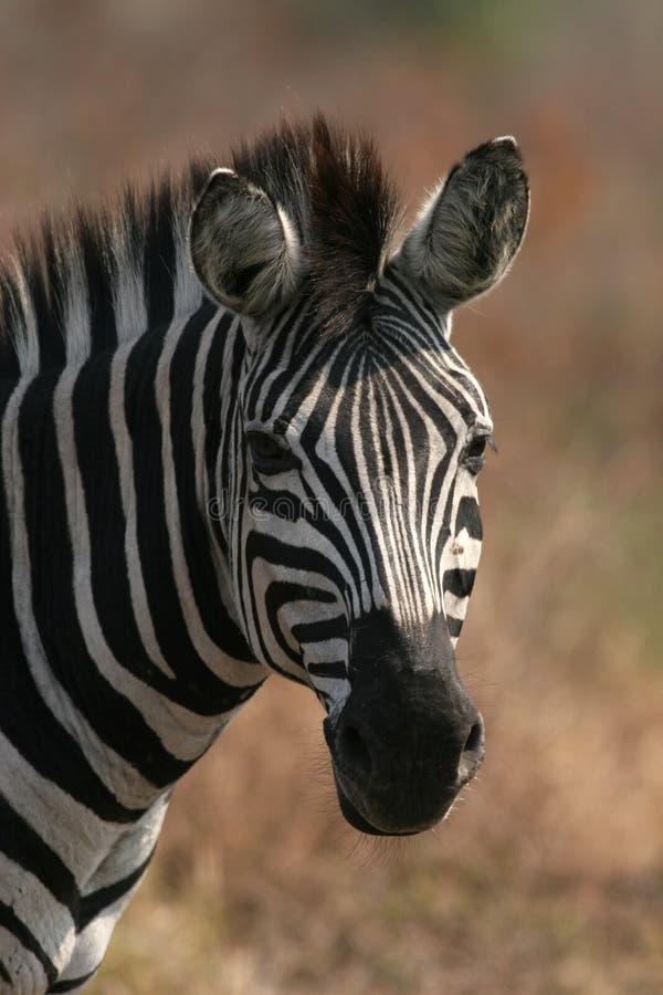 Zebra stock photo. Image of animal, africa, nature, fast - 3525982