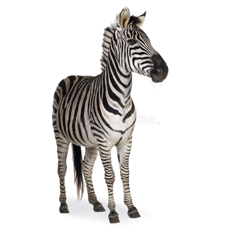 Zebra stock image. Image of creature, studio, staring - 3752925