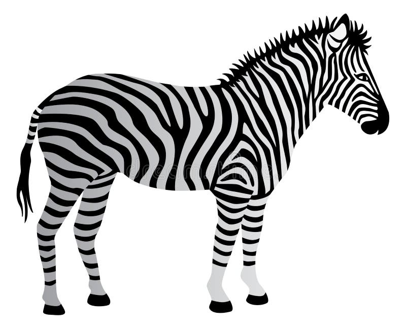 A Zebra Listra Testes Padrões Ilustração do Vetor - Ilustração de vetor ...