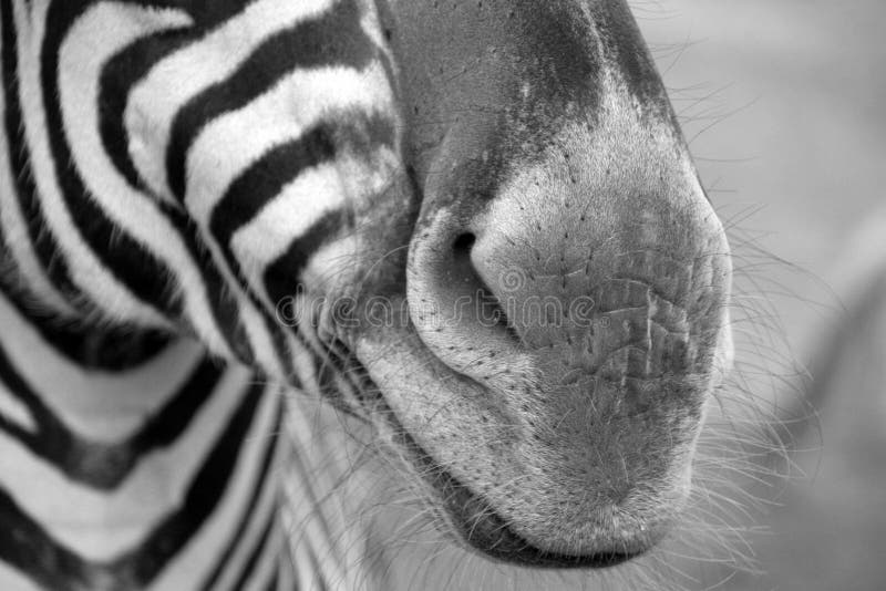 Zebra stock photo. Image of close, black, skin, macro - 4747028