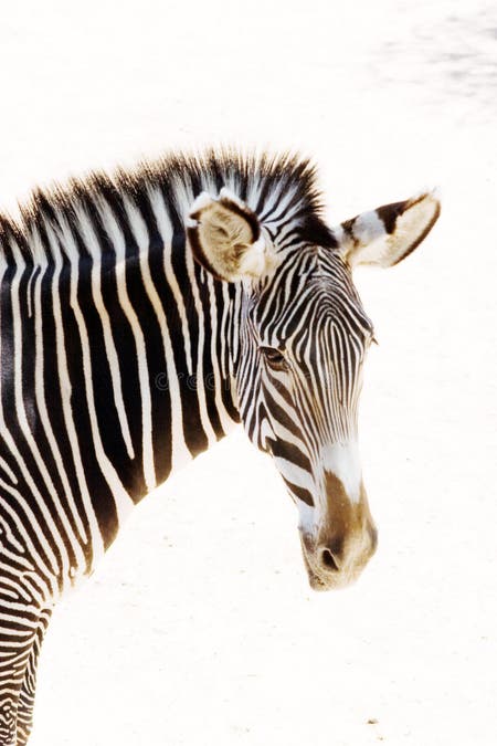 Zebra stock photo. Image of relaxed, ground, head, animal - 4784078