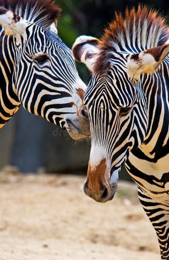 Zebra Laugh or Shout stock photo. Image of ears, south - 23524924