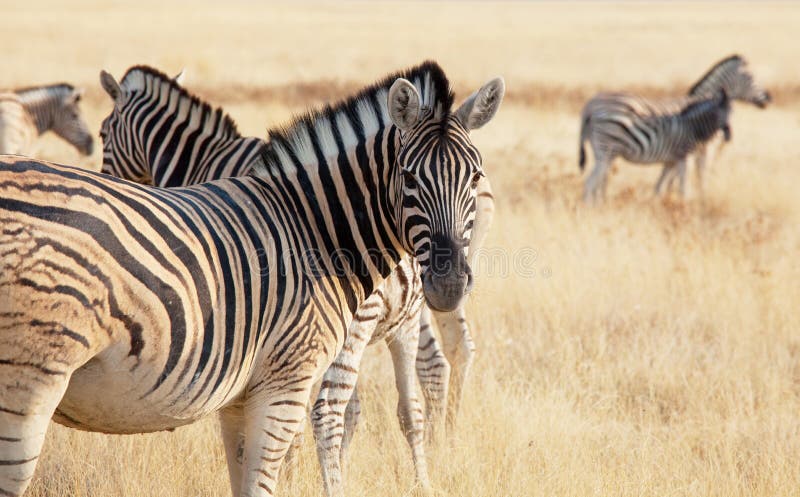 Zebra stock photo. Image of adventure, bush, wildlife - 54197328