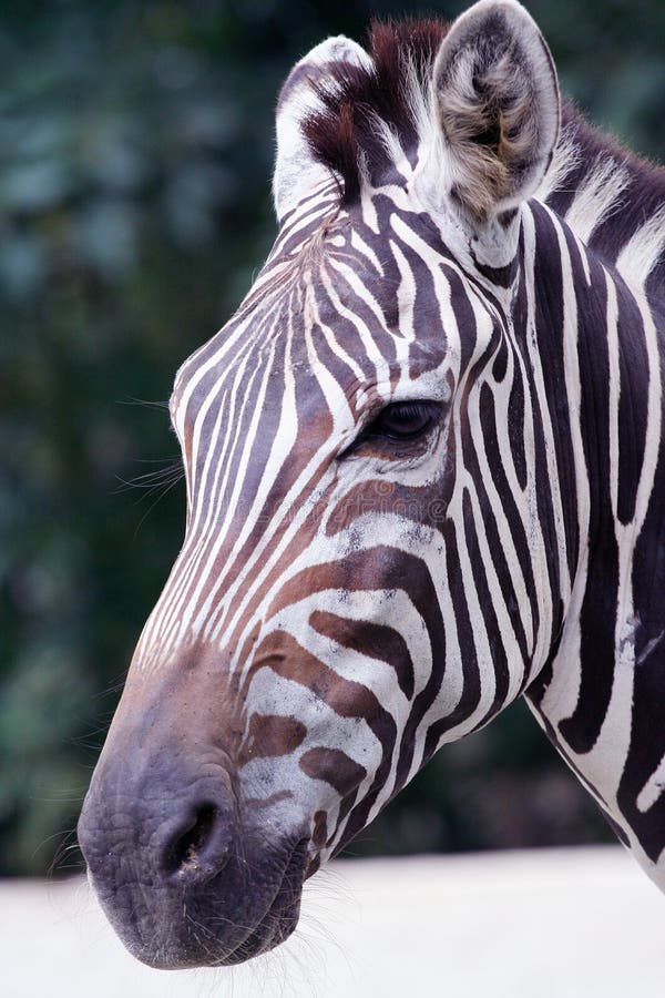 Zebra Face stock photo. Image of mohawk, headshot, hairy - 607372