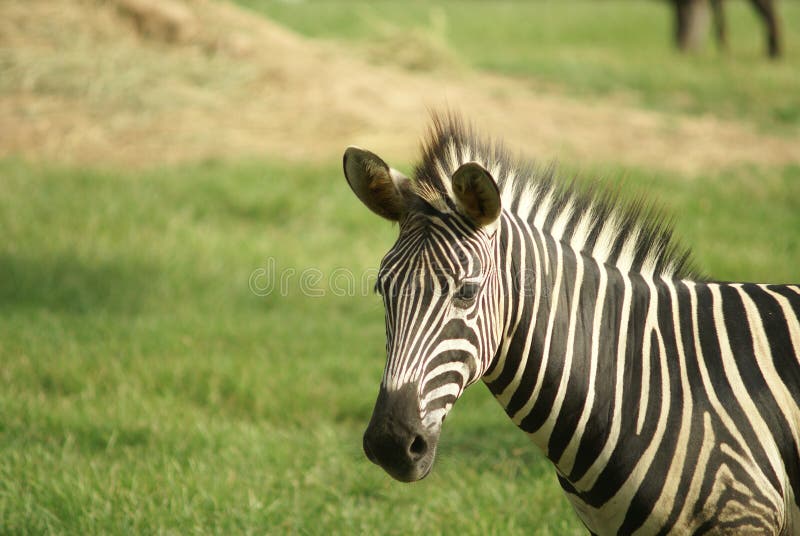 Zebra stock photo. Image of outdoor, animal, green, plain - 6963292