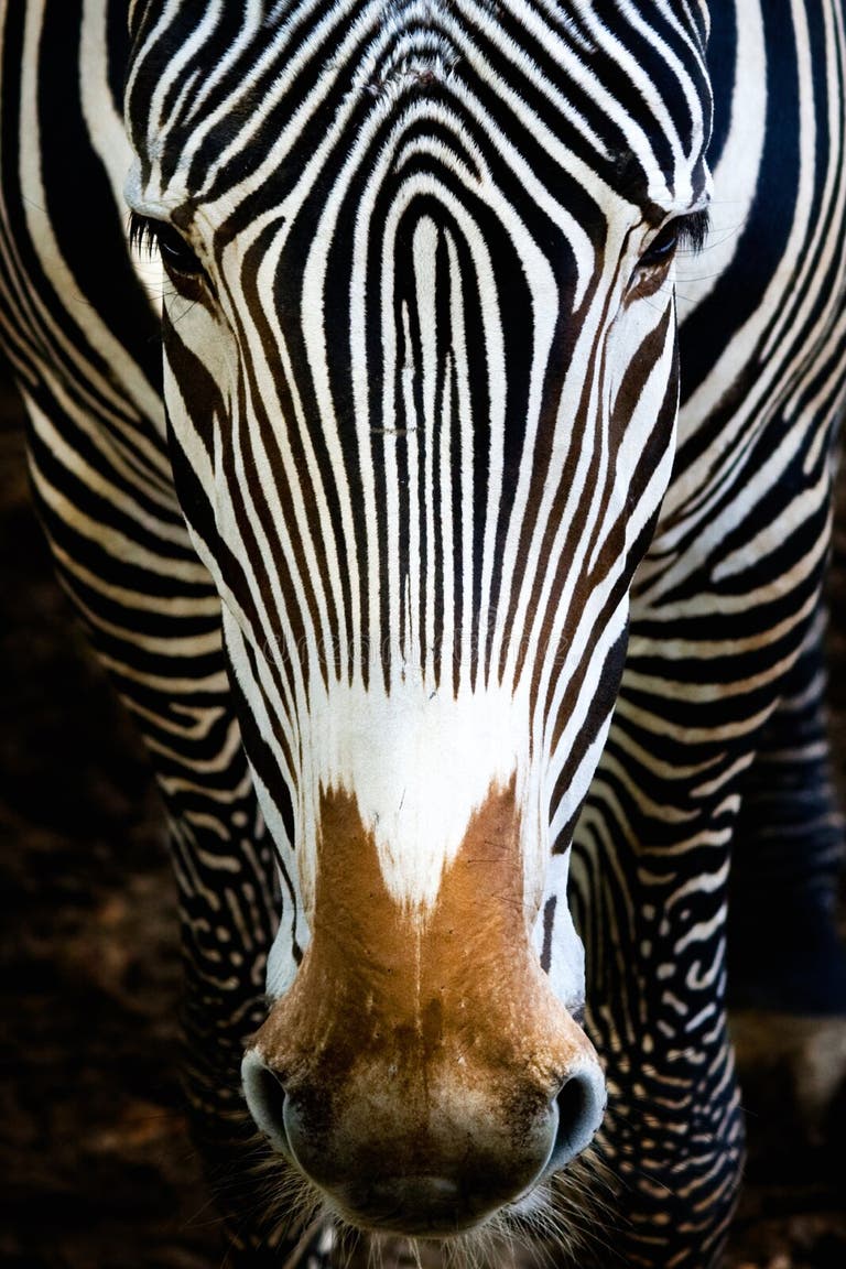 827 Zebra Nose Stock Photos - Free & Royalty-Free Stock Photos from ...