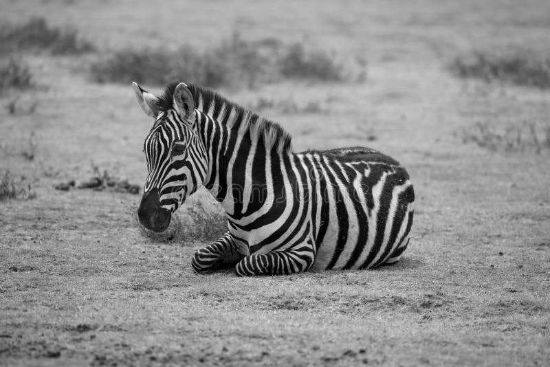 Zebra Laying Down Stock Photos - Free & Royalty-Free Stock Photos from ...