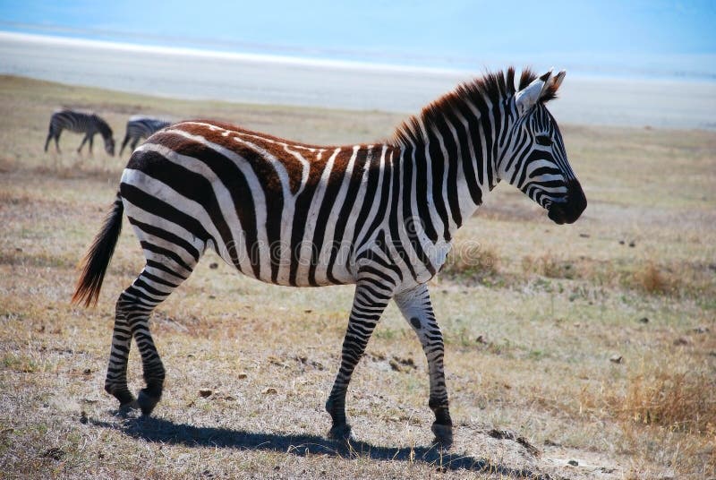 Rat stock photo. Image of pets, rodent, white, skin, grey - 19107664