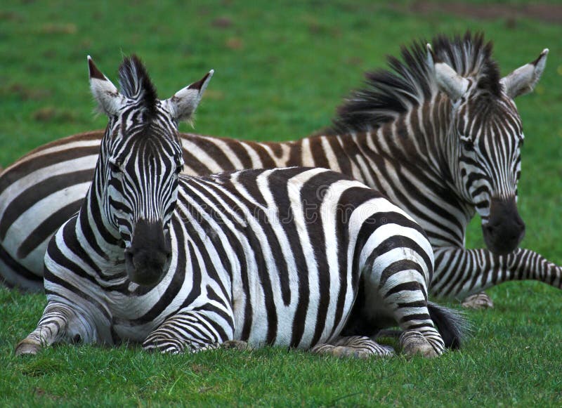 Hugging zebras stock image. Image of mikumi, zebras, animals - 1067905