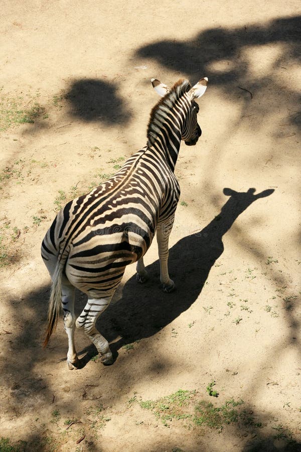 Zebra stock photo. Image of tropical, view, freedom, africa - 8253148