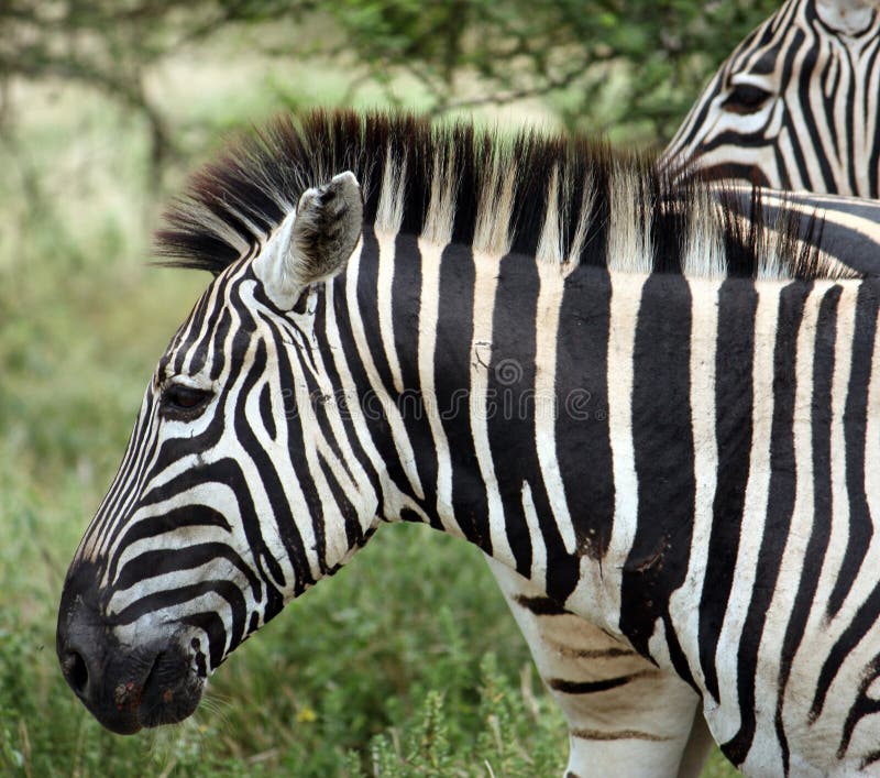 Zebra Picture. Image: 8964881