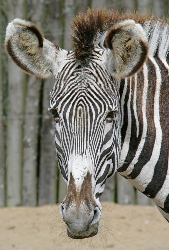 Zebra 9 stock image. Image of ecology, browse, mane, zebra - 2276477