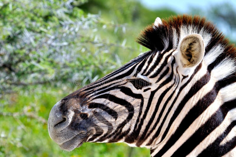 607 Zebra Nose Photos - Free & Royalty-Free Stock Photos from Dreamstime