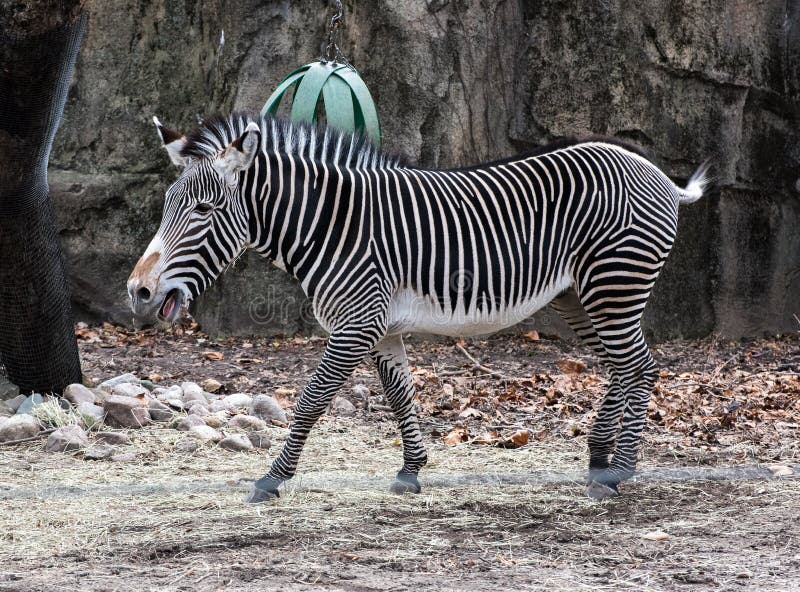 Zebra immagine stock. Immagine di modo, disegno, esotico - 97385505