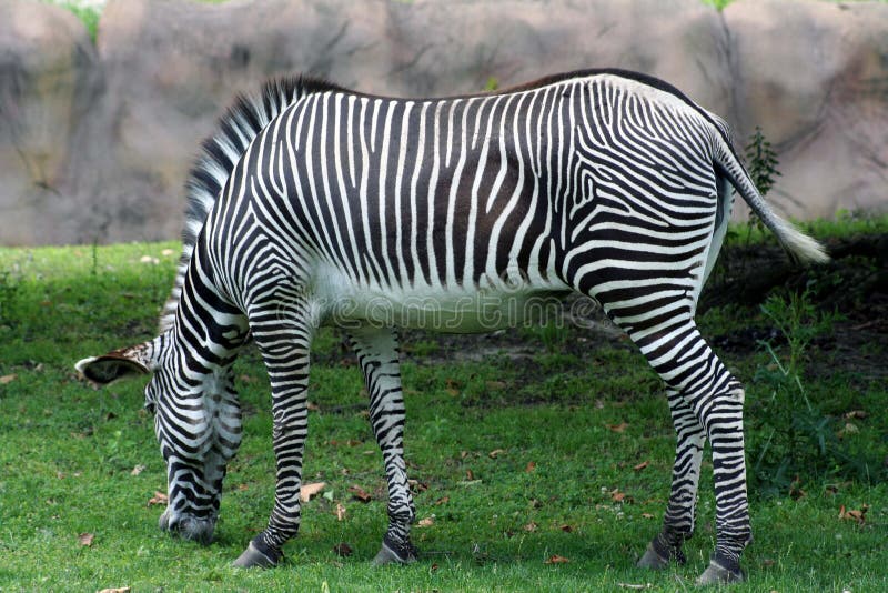 Galloping Zebra stock image. Image of energetic, black - 5966135