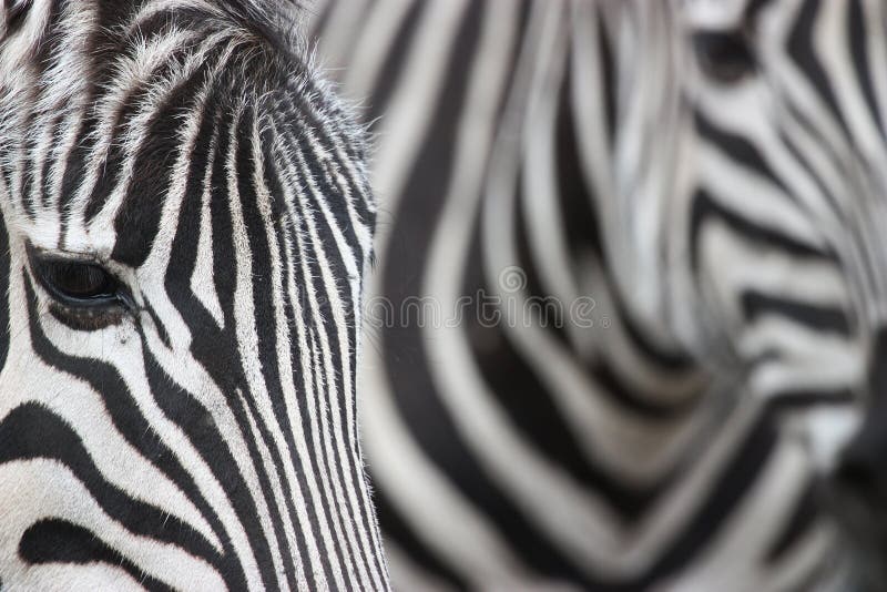 Zebra abstract stock image. Image of africa, animal, zebra - 13916869
