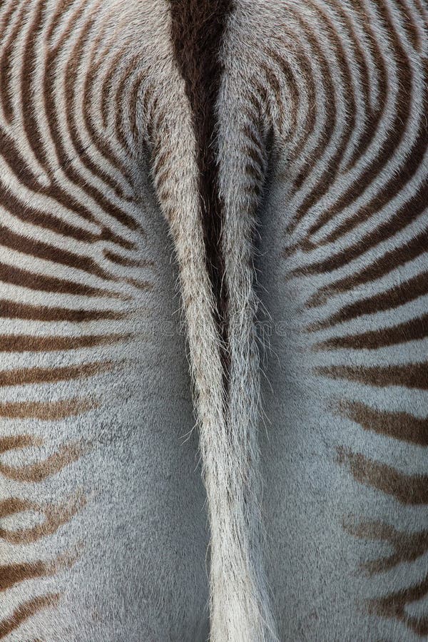 Zebra Abstract stock photo. Image of conservation, planet - 39730480