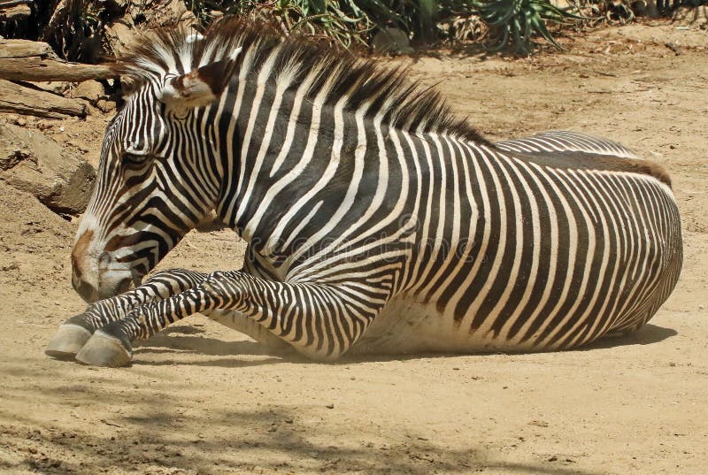 Zebra stock photo. Image of dust, front, close, laying - 59730902