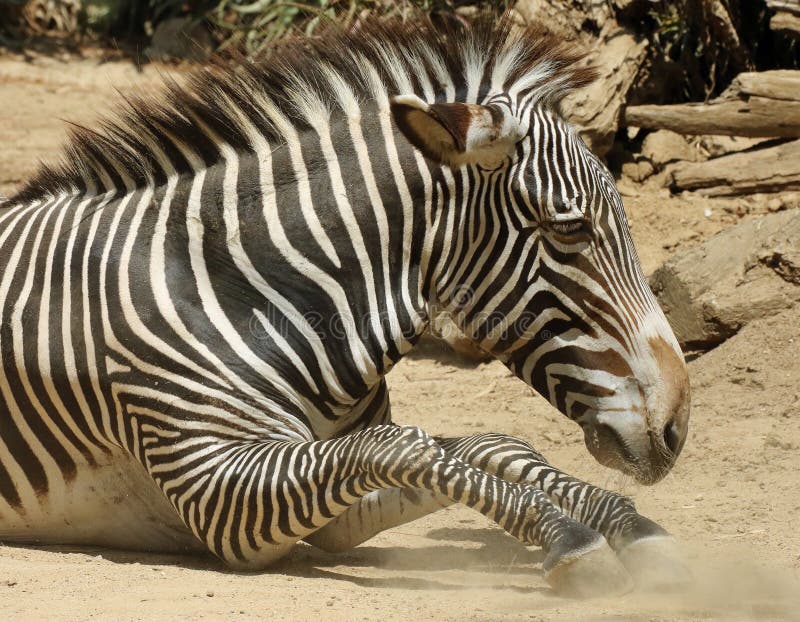 Zebra Rolling Stock Images - Download 119 Royalty Free Photos