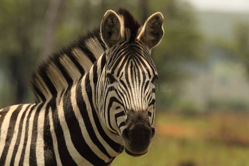 Zebra in Africa stock image. Image of animal, zebra, kenya - 167355
