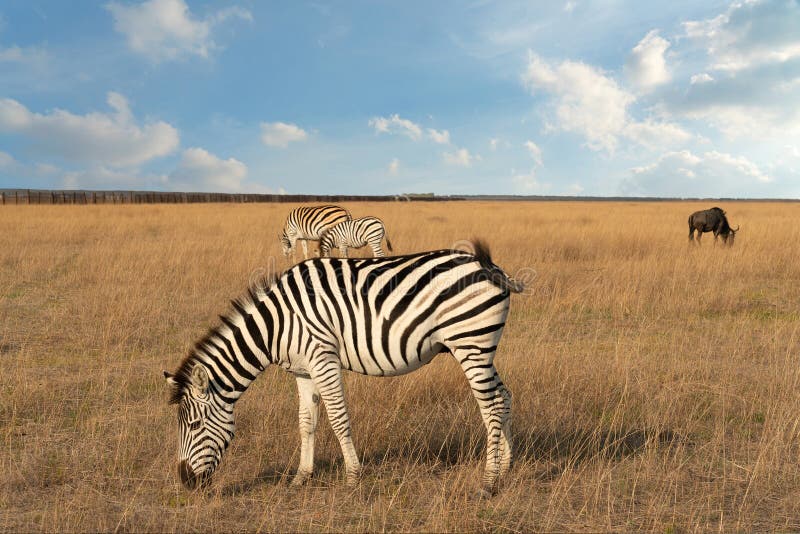 Zebra African Animals and Feeding Bull on the Grass Stock Image - Image ...