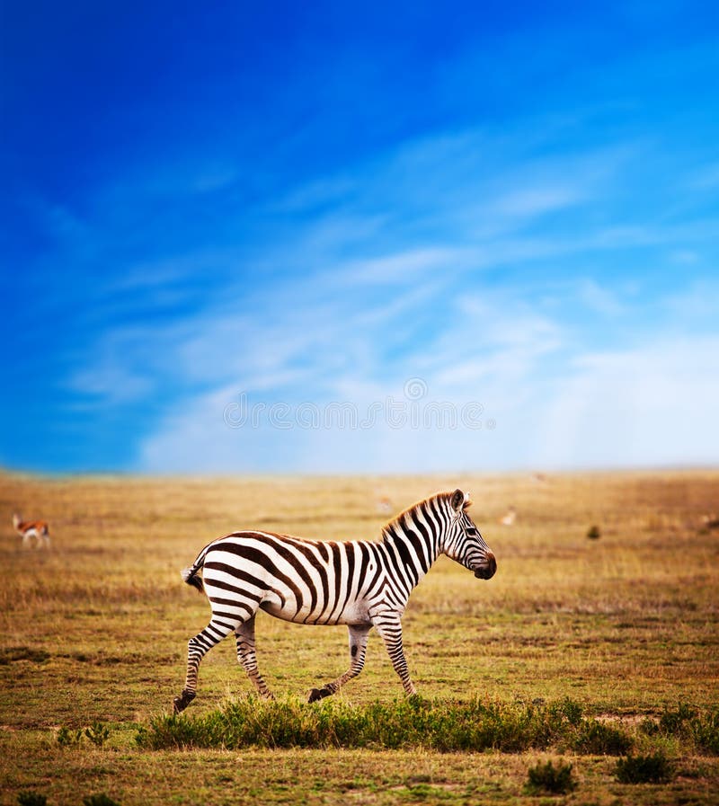 Zebra on African savanna. stock photo. Image of national - 28951310