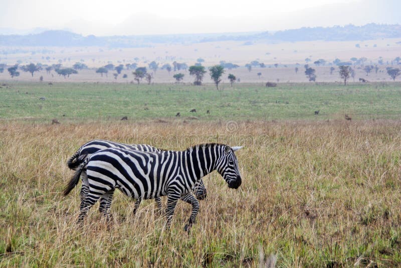 Zebra stock photo. Image of african, africa, zebra, sunrise - 84528182