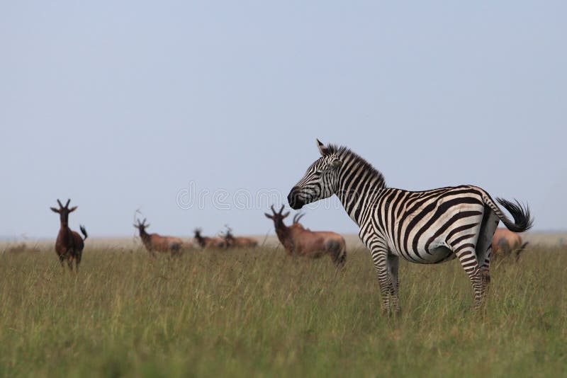 Goat Profiles Stock Photos - Free & Royalty-Free Stock Photos from ...