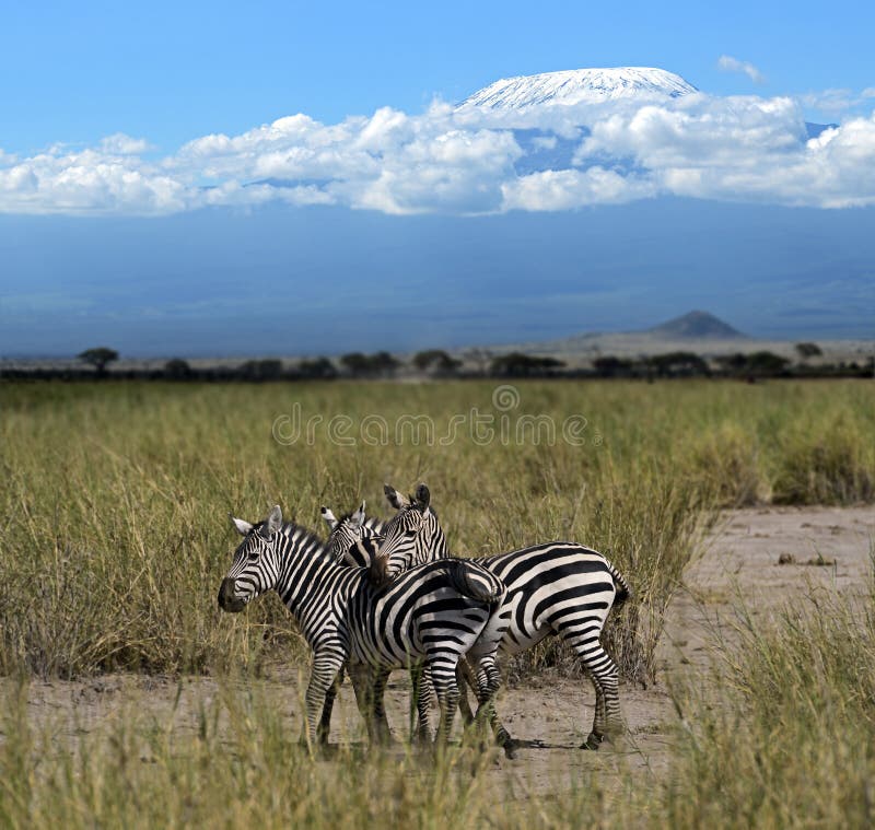 Zebra stock photo. Image of national, zebra, reserve - 44609930