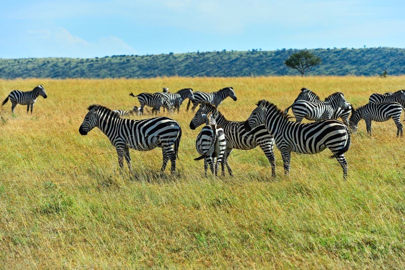 Zebra in the African Savannah Stock Photo - Image of habitat, fauna ...