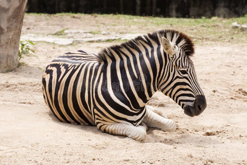 Zebra Striped Legs Stock Photos - Download 218 Royalty Free Photos