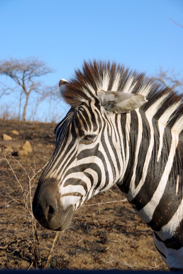 Zebra in Afrika stockbild. Bild von hintergrund, tier - 15862885