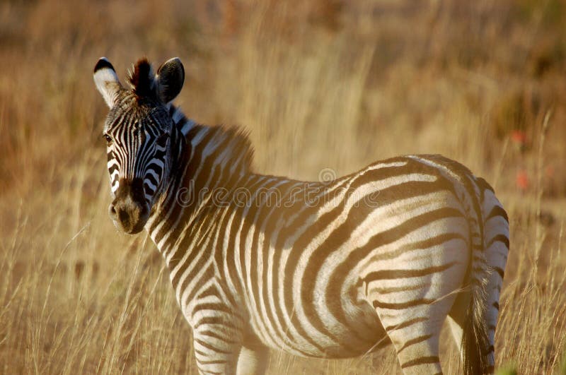 Zebra in the afternoon sun stock image. Image of wild - 6735167