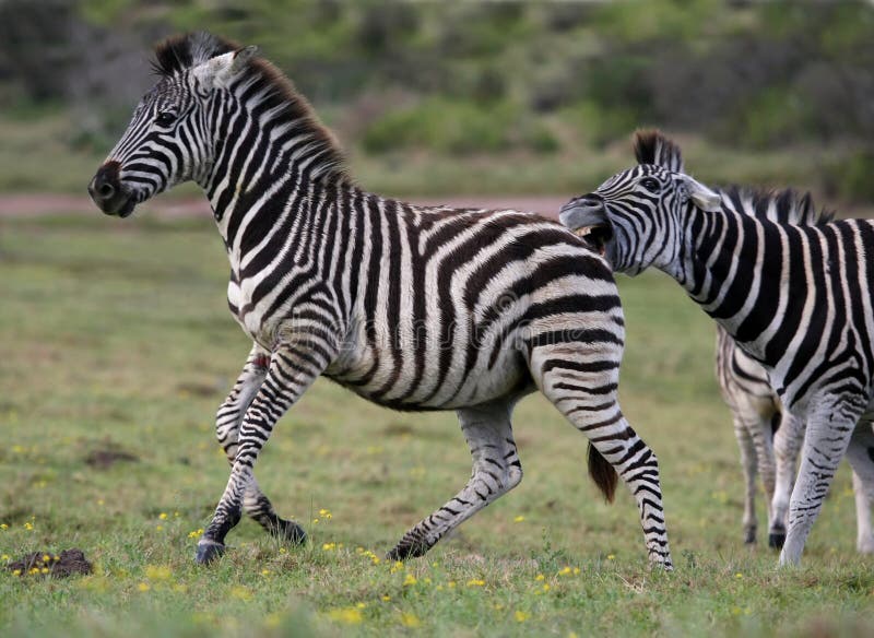Zebra Aggression stock photo. Image of aggression, background - 15542032
