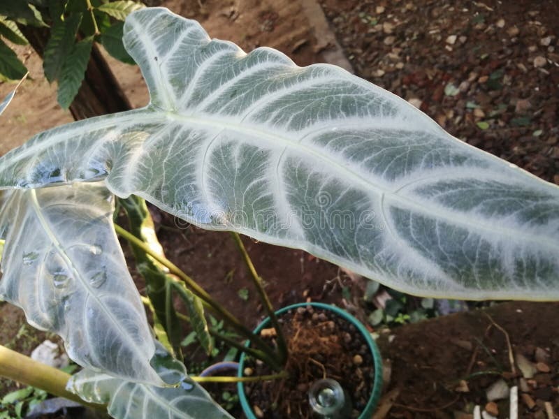 Zebra alocasia leaf stock photo. Image of grass, food - 227373604