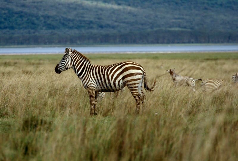 Zebra alone stock photo. Image of black, horse, white, plains - 120340