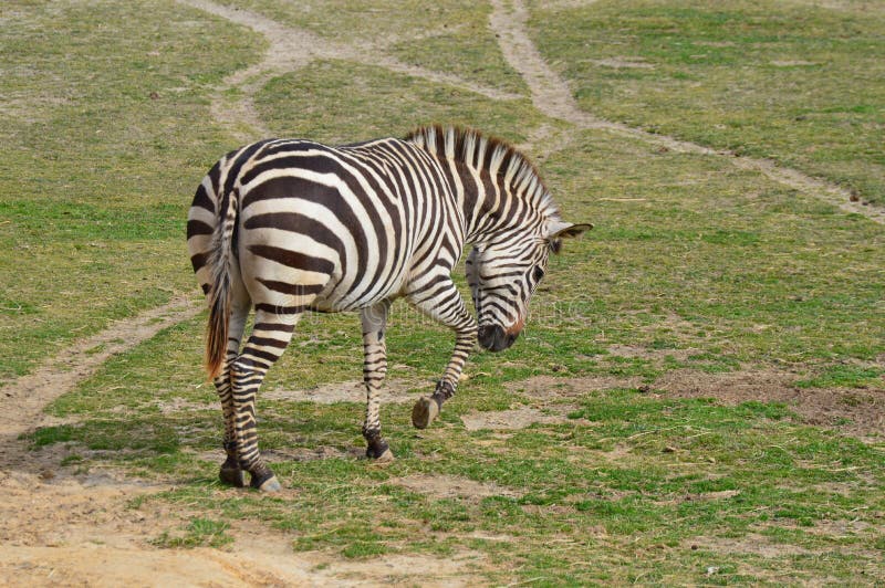 Zebra Alone stock image. Image of field, african, plain - 79227617